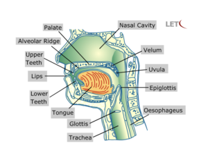 Phonetics: The Sounds of Speech – More than Words